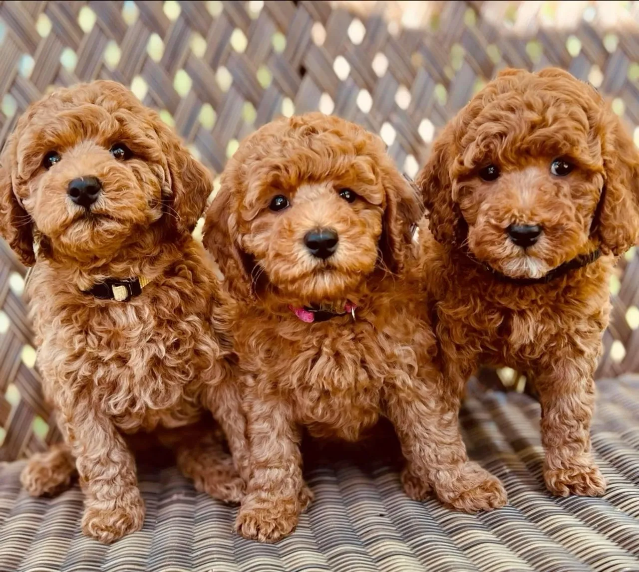 "poodle caramelo" - Cachorros no Brasil