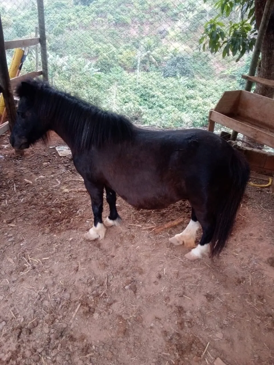 "mini ponei" no Brasil