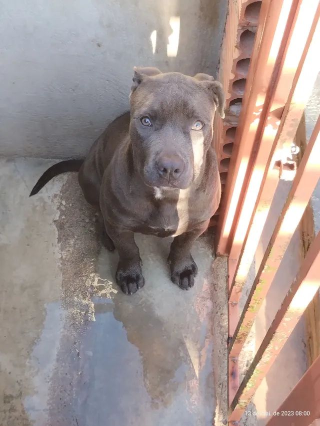 Pit monster blue | +608 anúncios na OLX Brasil