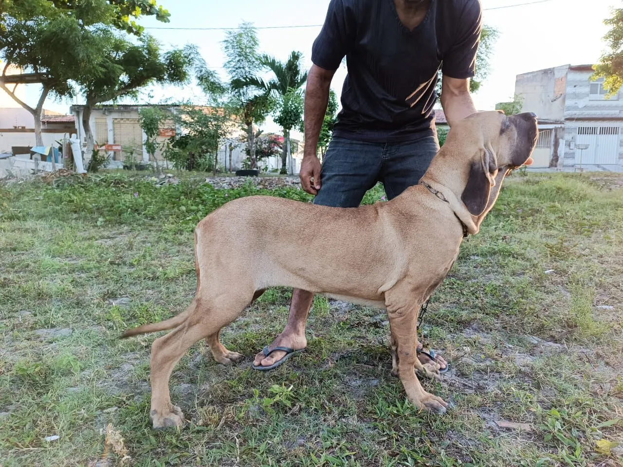 "filhote de fila brasileiro" - Cachorros no Brasil