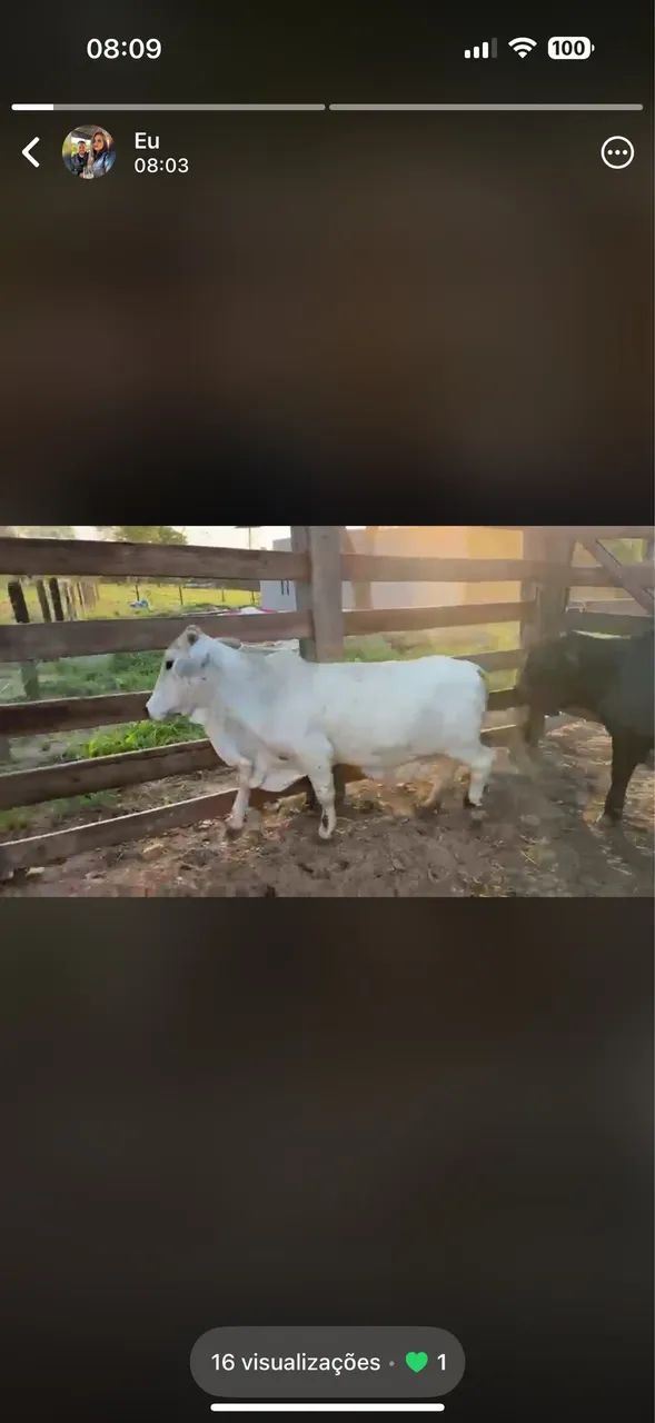 Mini Boi Mini Vacas - Animais para agropecuária - Cidade Jardim ...