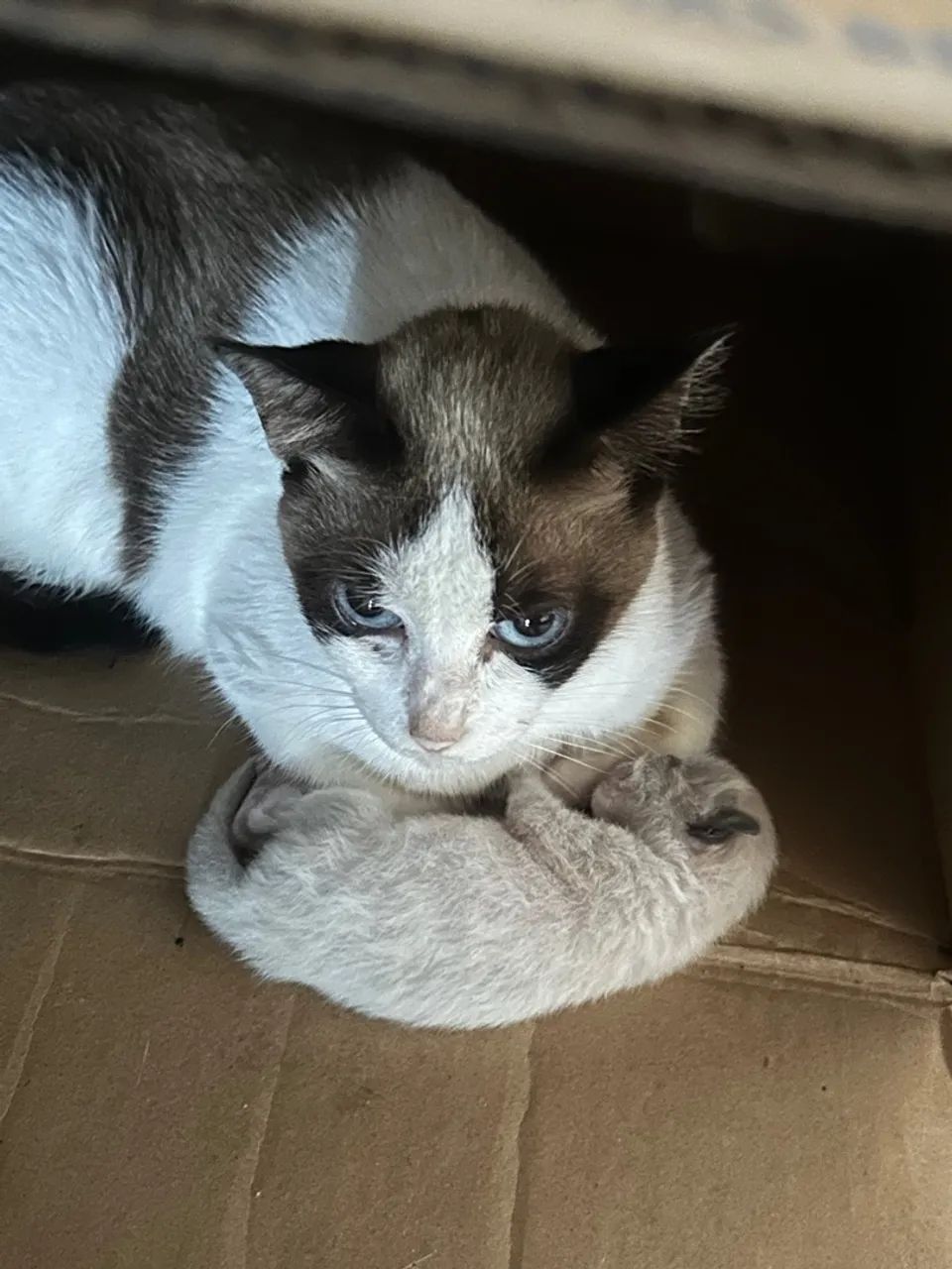 Doa-se gatinho - Gatos - Campina de Icoaraci (Icoaraci), Belém ...