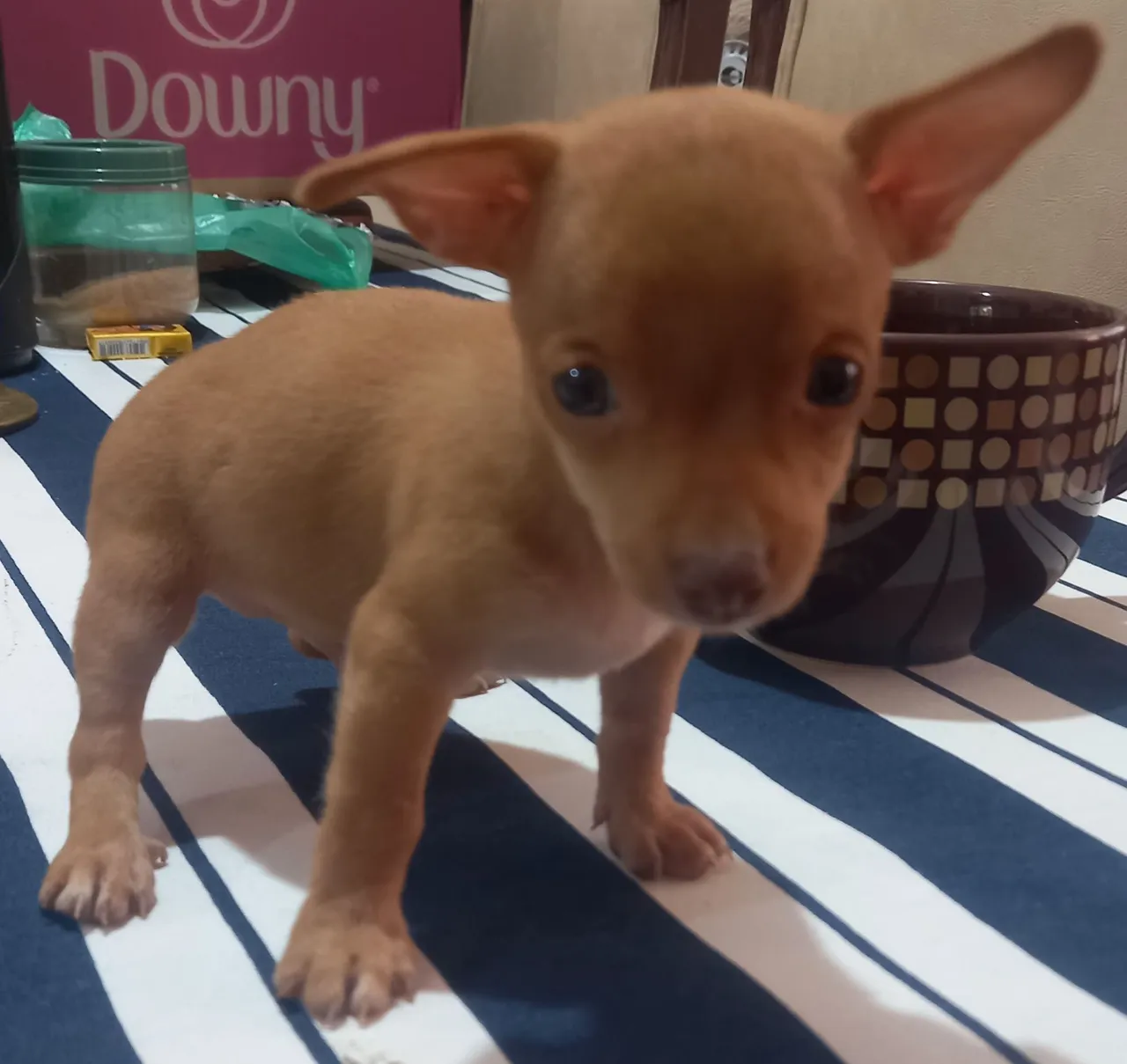 "pinscher 0" - Cachorros no Brasil