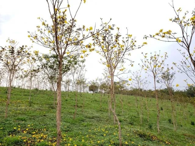 Terrenos, sítios e fazendas - Jacupiranga, SP | OLX