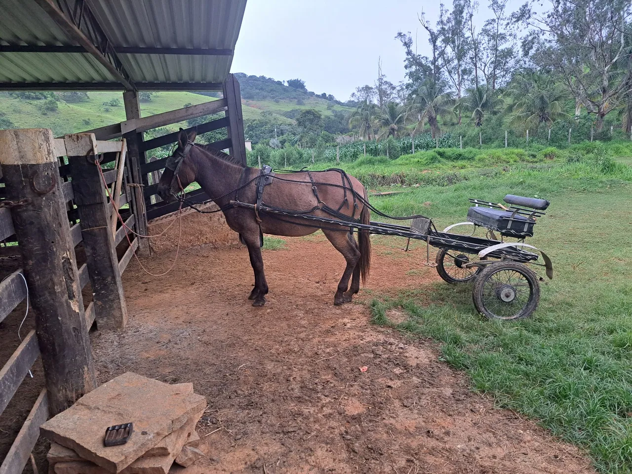 "uma mula" no Brasil