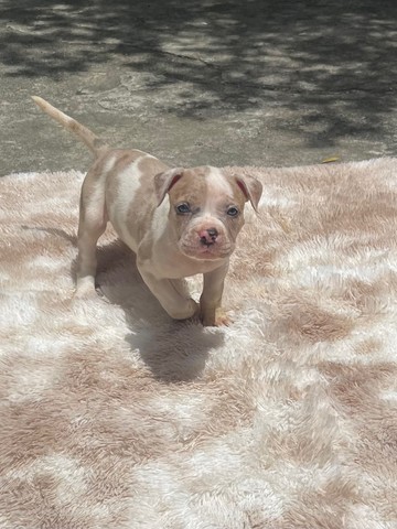 Pit monster merle | +145 anúncios na OLX Brasil