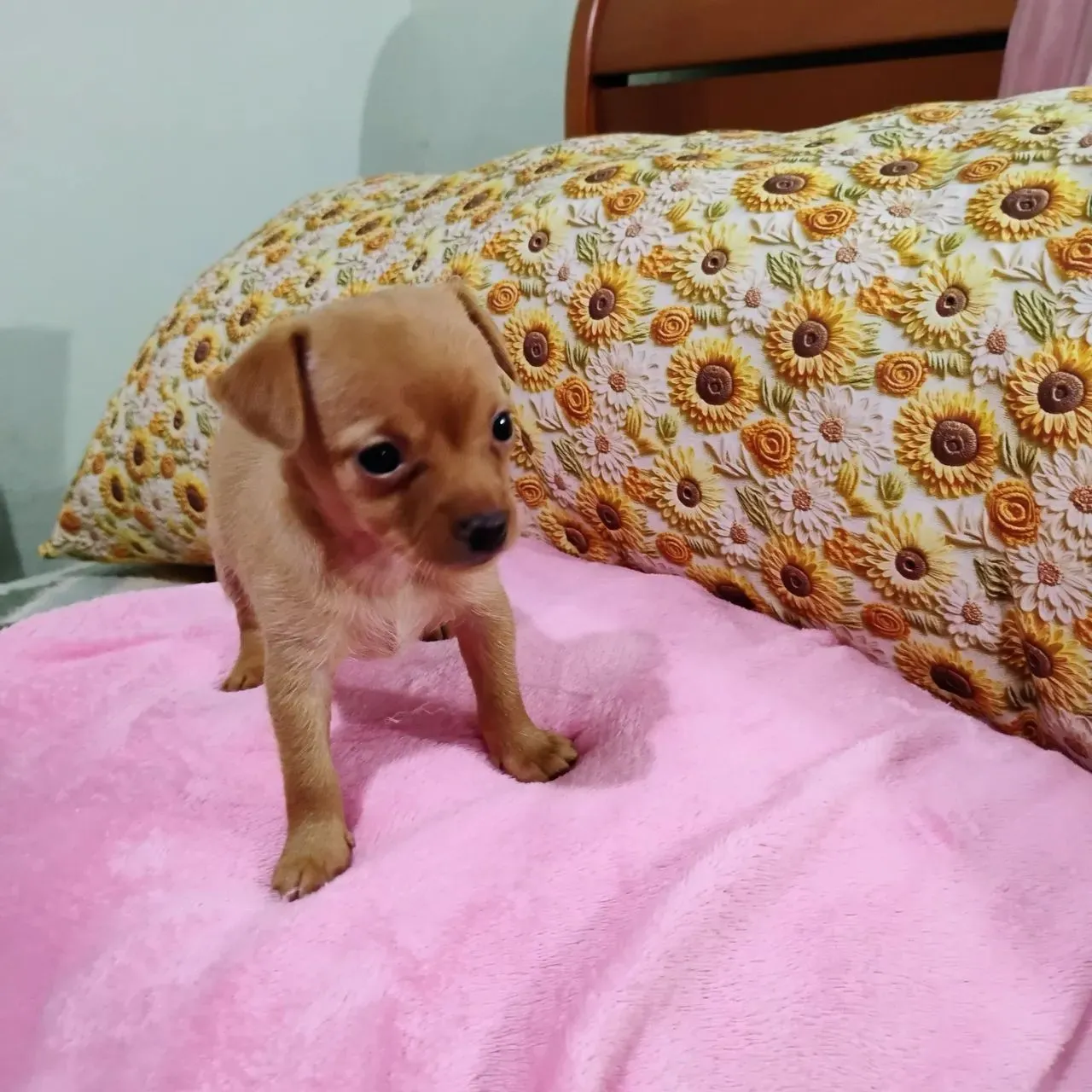"pinscher 0" - Cachorros no Brasil