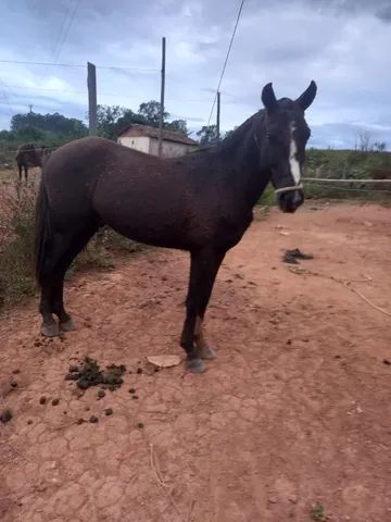 "cavalos reprodutores" no Brasil