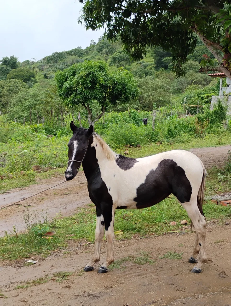 "potros e potras" no Brasil