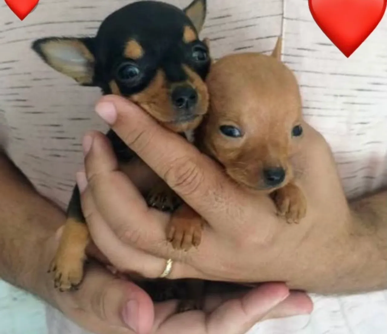 "pinscher 00 miniatura" - Cachorros no Brasil