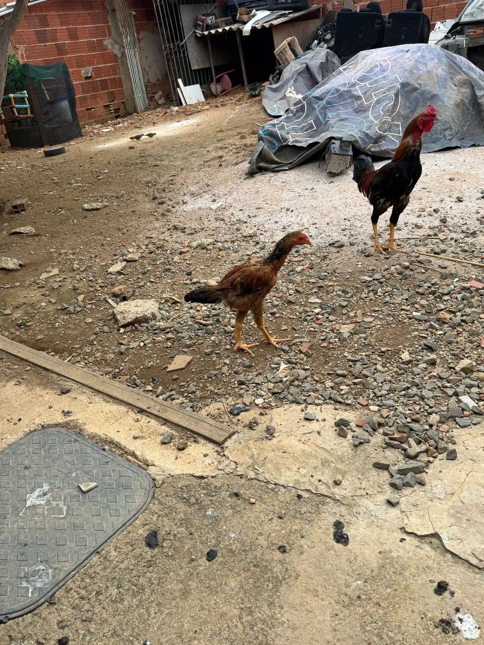 Frangos - Animais para agropecuária - Taguatinga Norte (Taguatinga ...