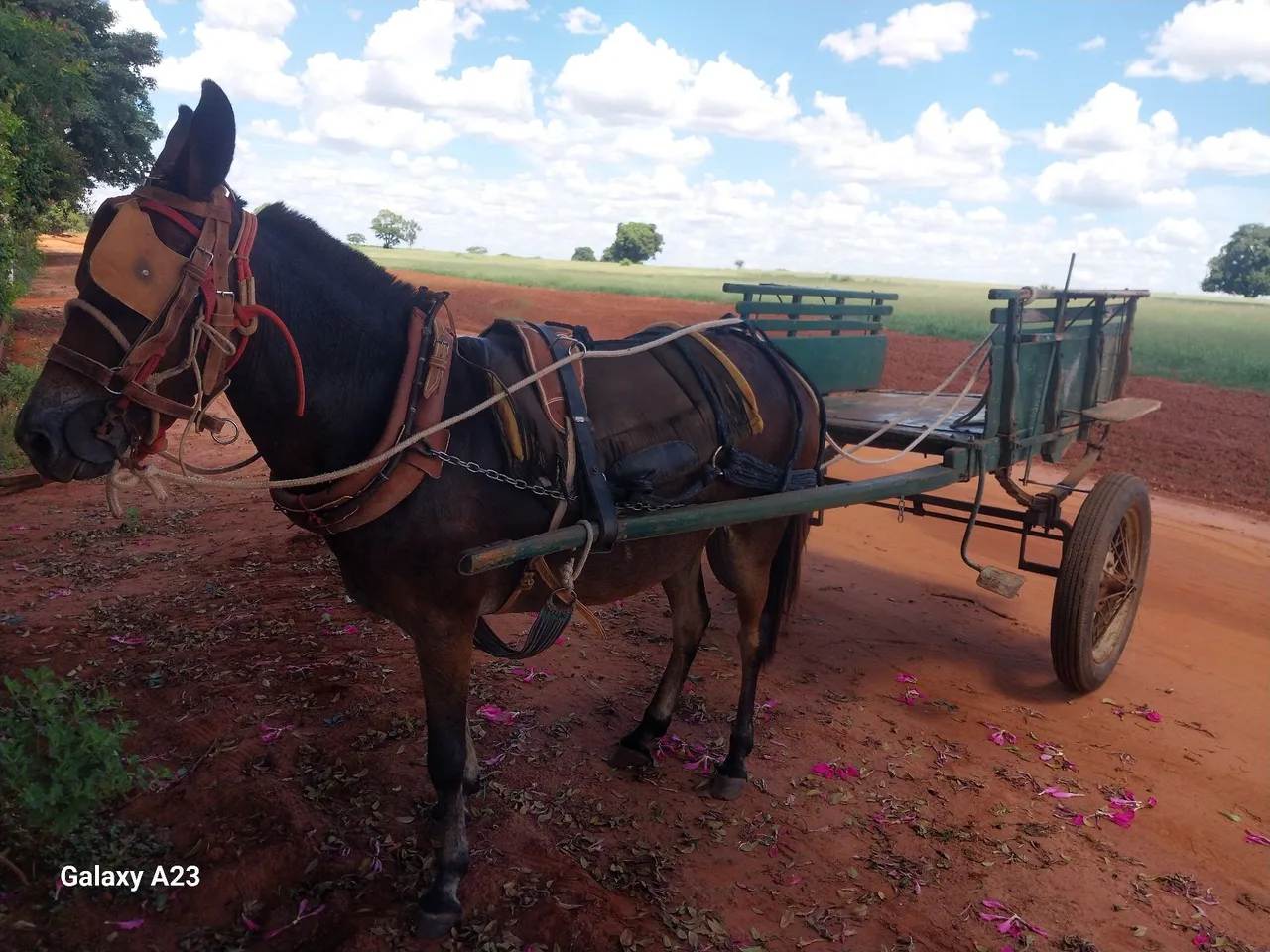 "uma mula" no Brasil