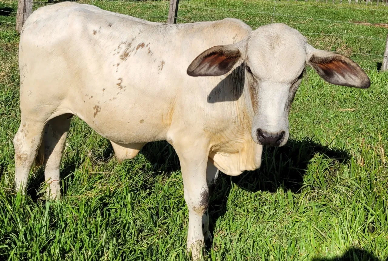 "bezerro nelore" - Animais para agropecuária no Brasil