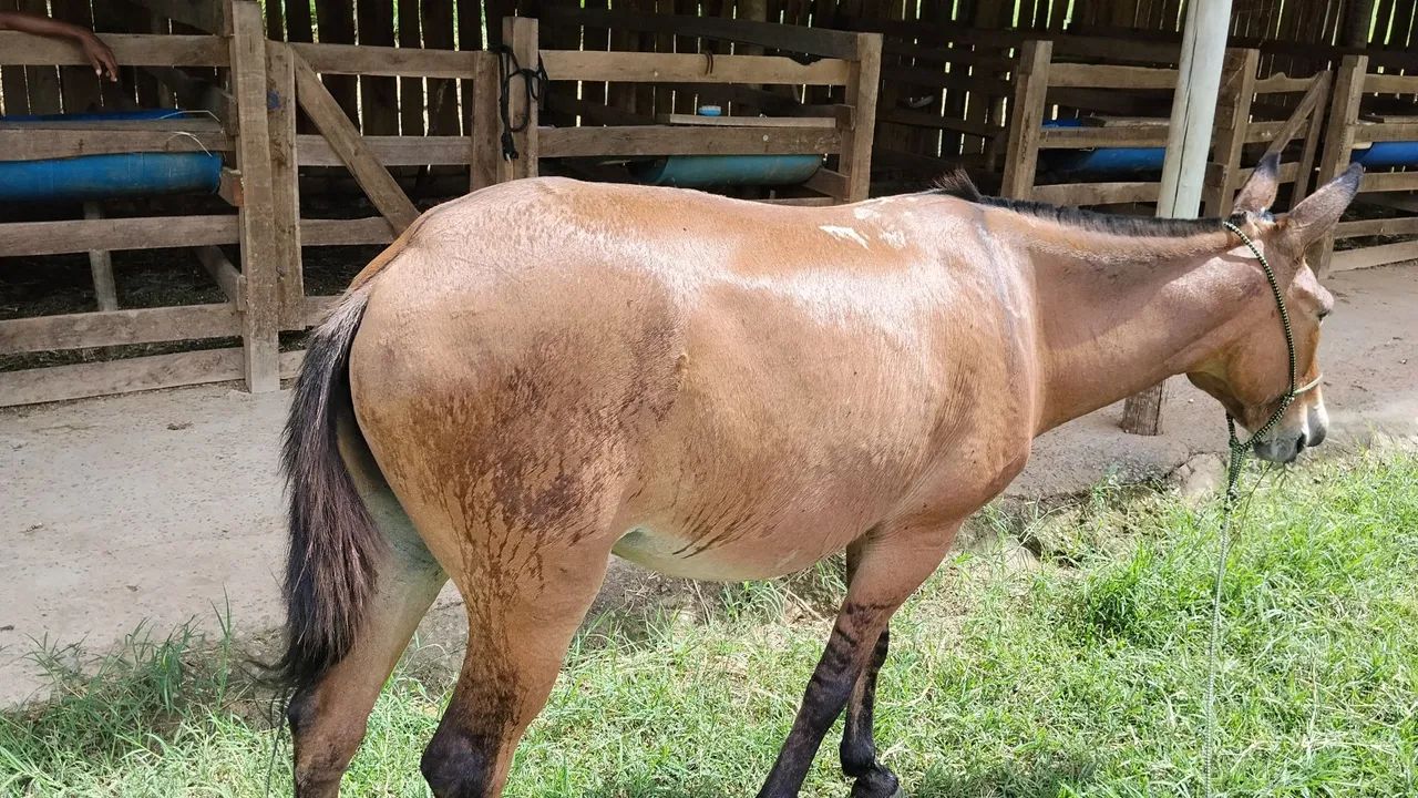 Mula de charrete - Animais para agropecuária - Santa Cruz, Juiz de Fora ...