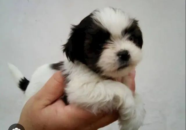 "mini lhasa apso" no Brasil