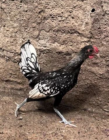 "sebright" no Brasil