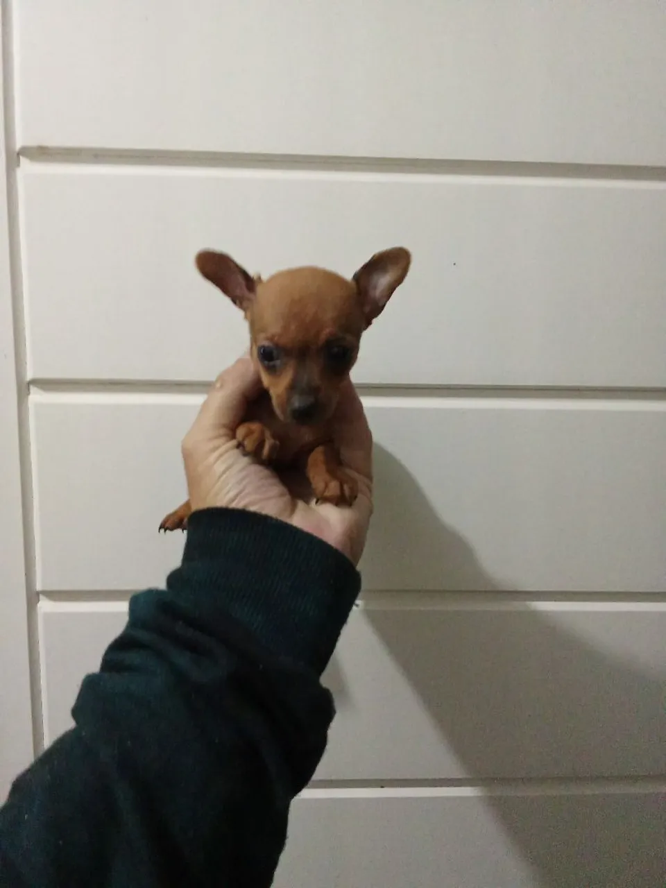 "cachorros pinscher 00" - Cachorros no Brasil