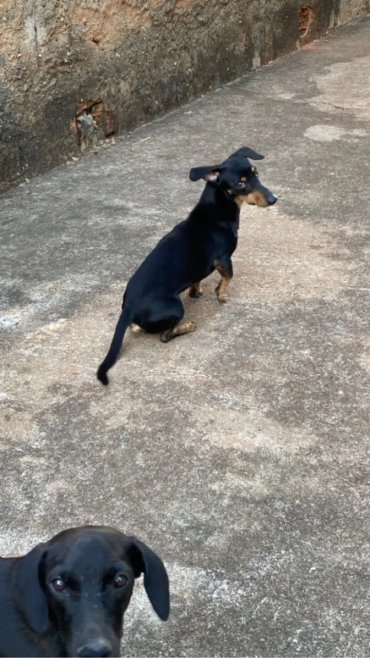 "cachorro cofap" - Cachorros no Brasil