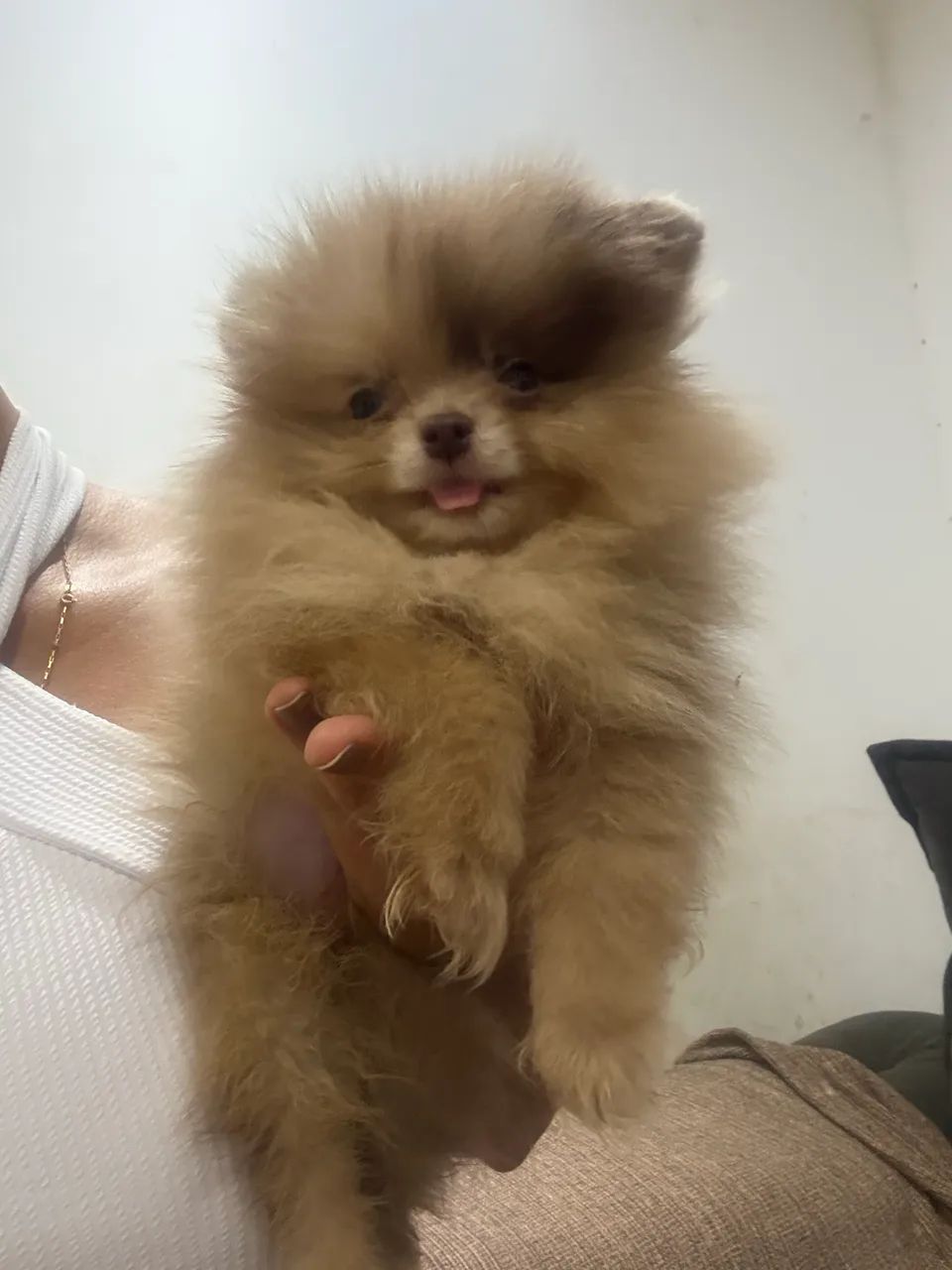 Fêmea de Lulu da Pomerania Choco Merle - Cachorros - Campo Grande, Rio ...