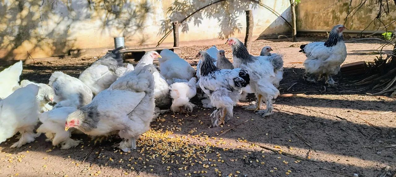 Frangos e Frangas Brahma light ( Puro Sangue) - Animais para ...