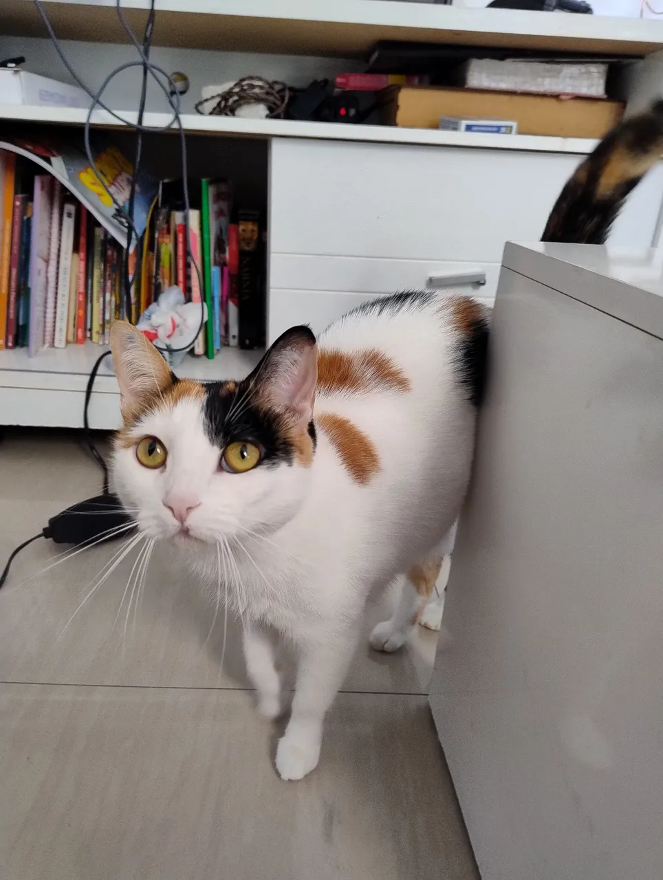 "gata tricolor" - Gatos no Brasil