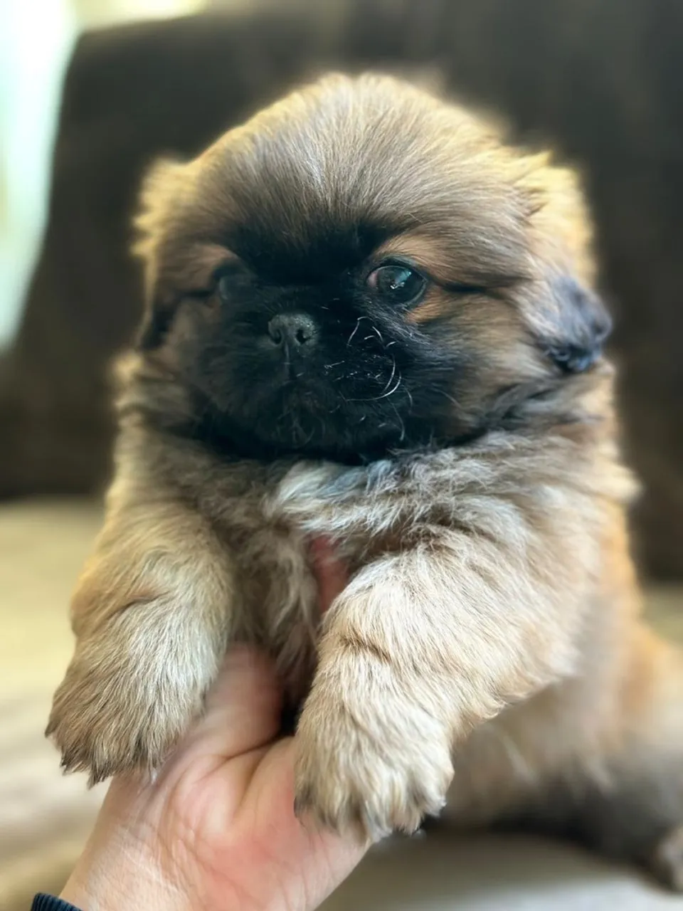 "filhote pequines" - Cachorros no Brasil