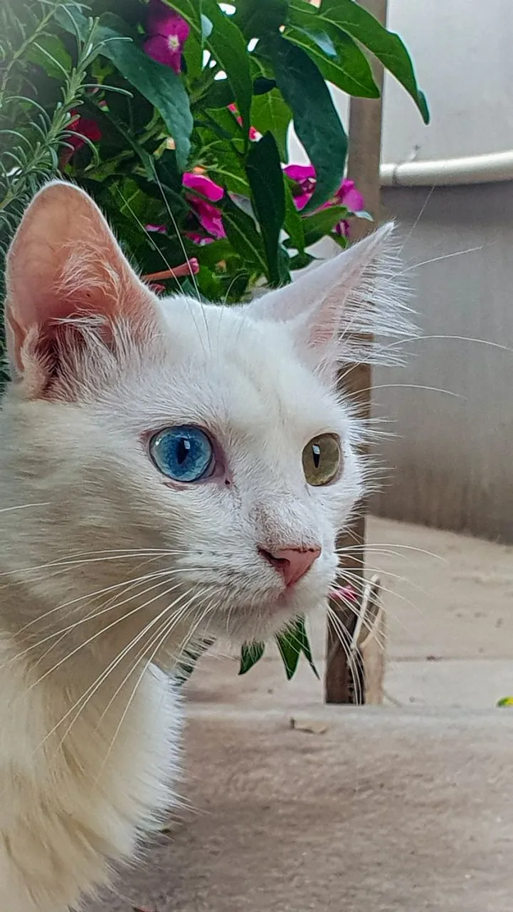 "gato angora" - Gatos no Brasil