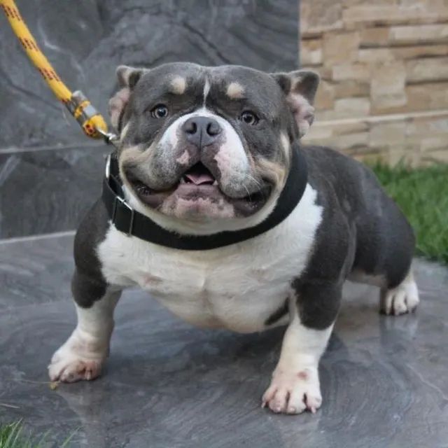 "american bully micro" no Brasil