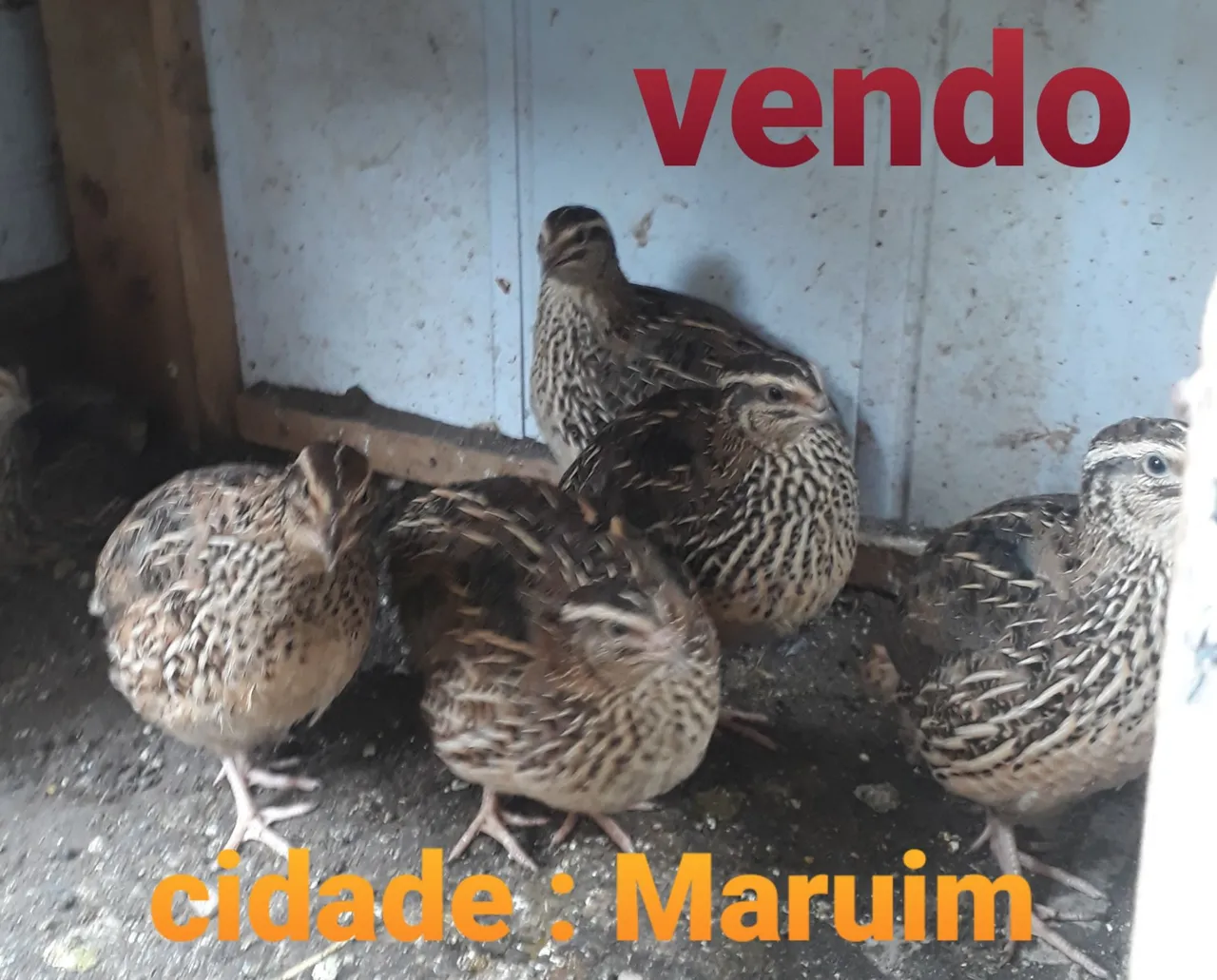 "codornas" no Brasil