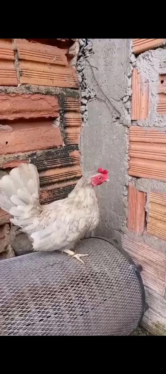 "garnizes nagasaki" no Brasil