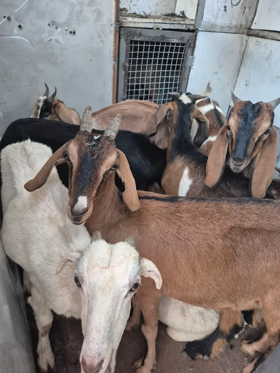 "bodes e cabras" no Brasil