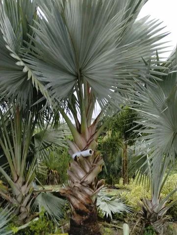 "palmeira azul" no Brasil