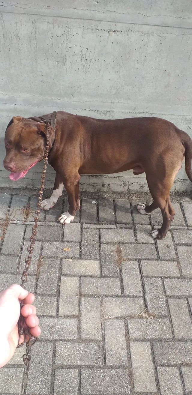 "apbt tradicional" no Brasil