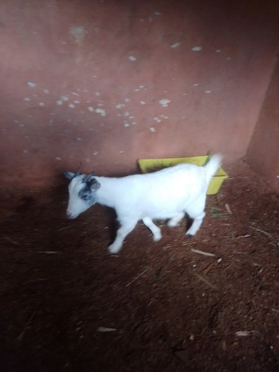 "mini cabras" no Brasil