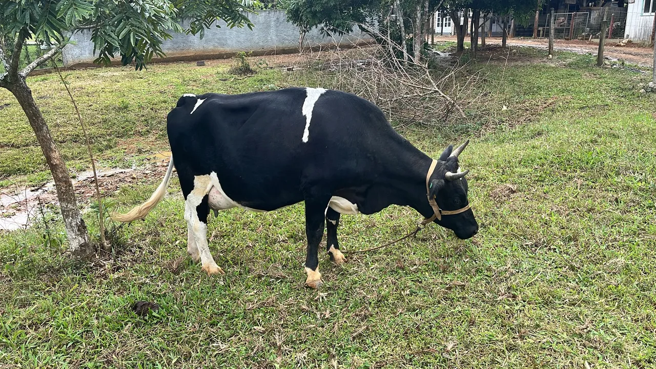 "mine vaca" no Brasil
