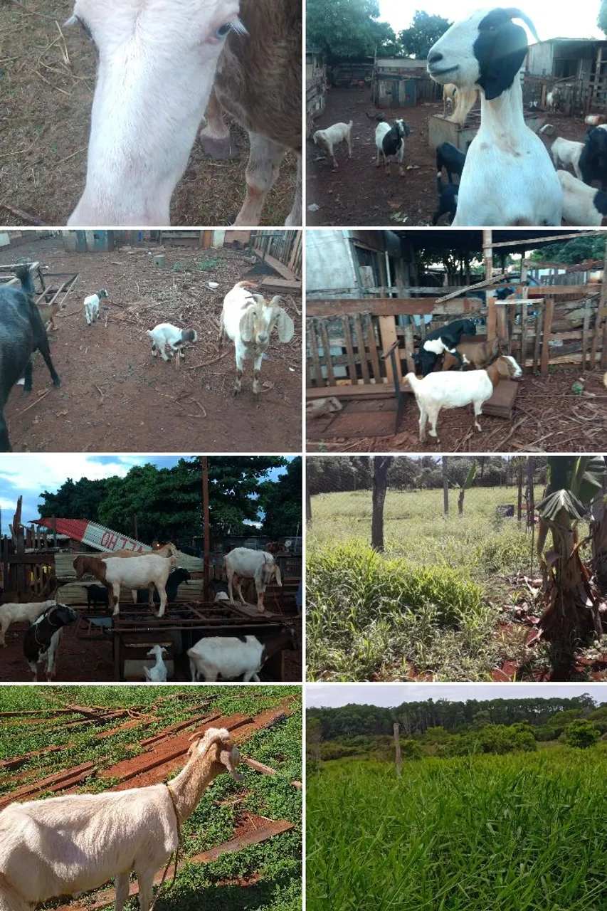 "bodes e cabras" no Brasil
