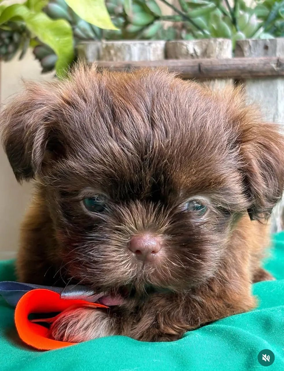 SHIH TZU COM PEDIGREE EM ATÉ 10 VEZES - Cachorros - Marco, Belém ...