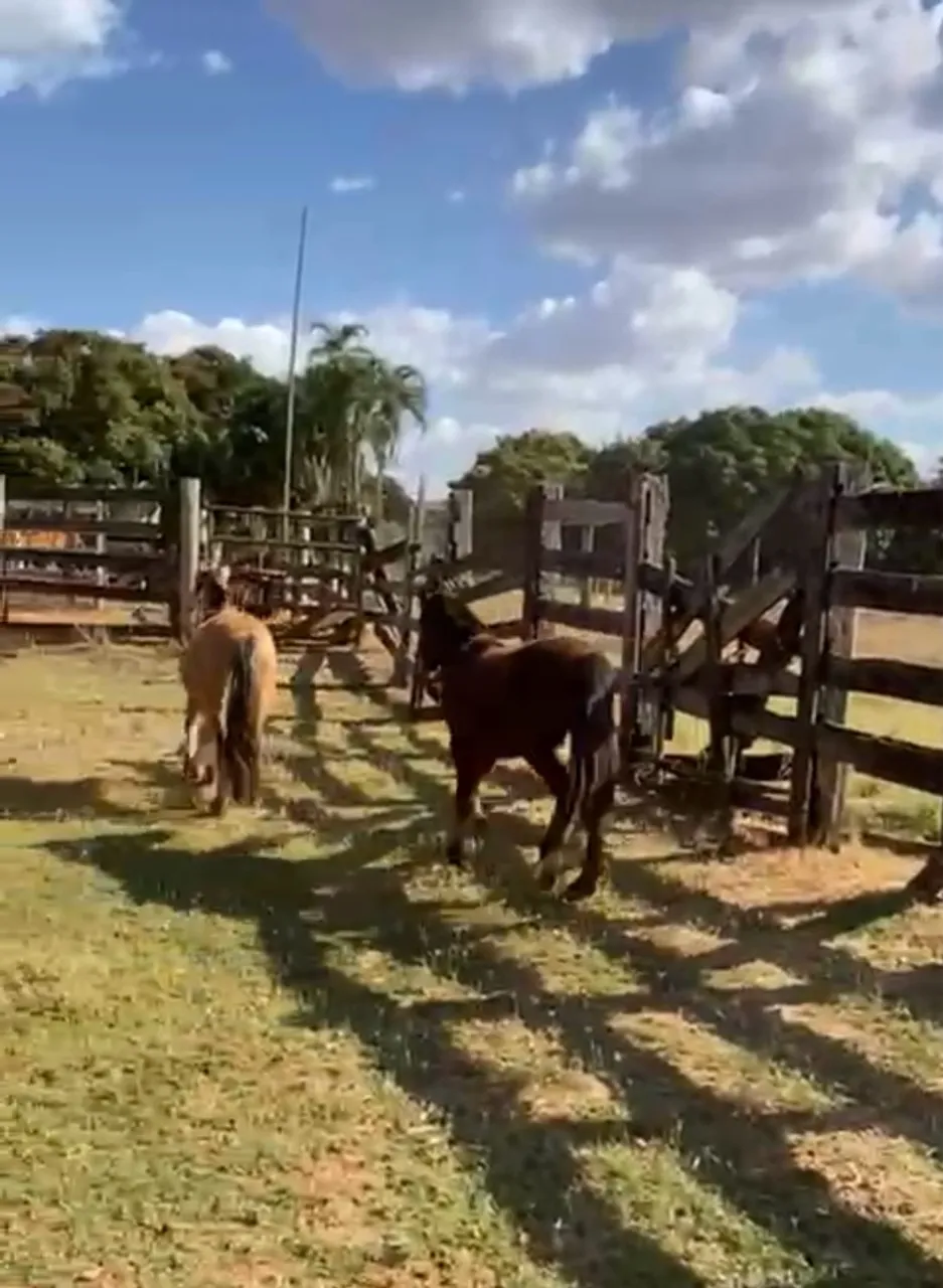 "potros e potras" no Brasil