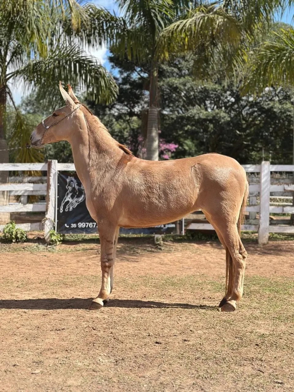 "uma mula" no Brasil