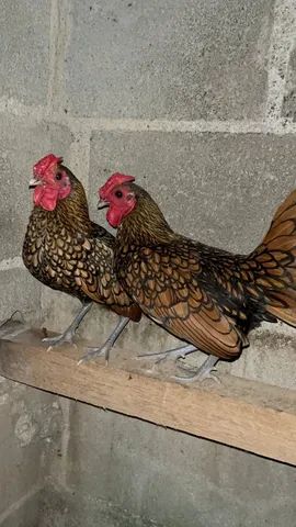 "sebright" no Brasil