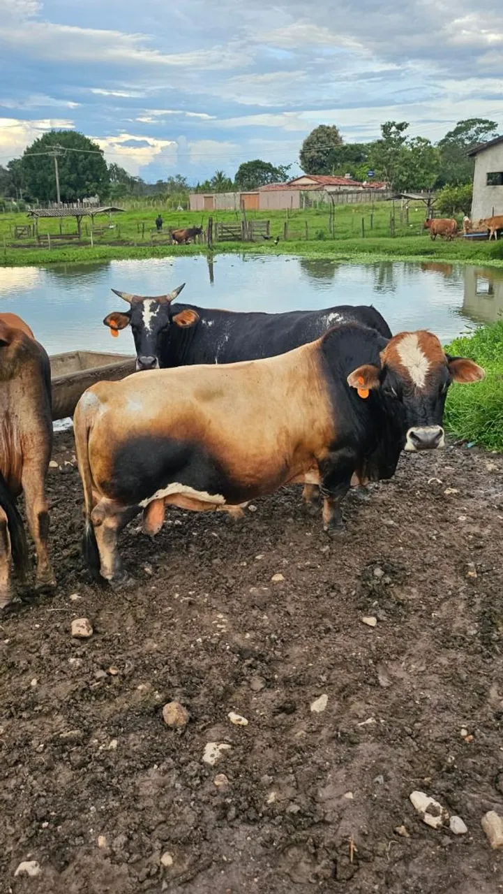 "boi mini boi" - Animais para agropecuária no Brasil