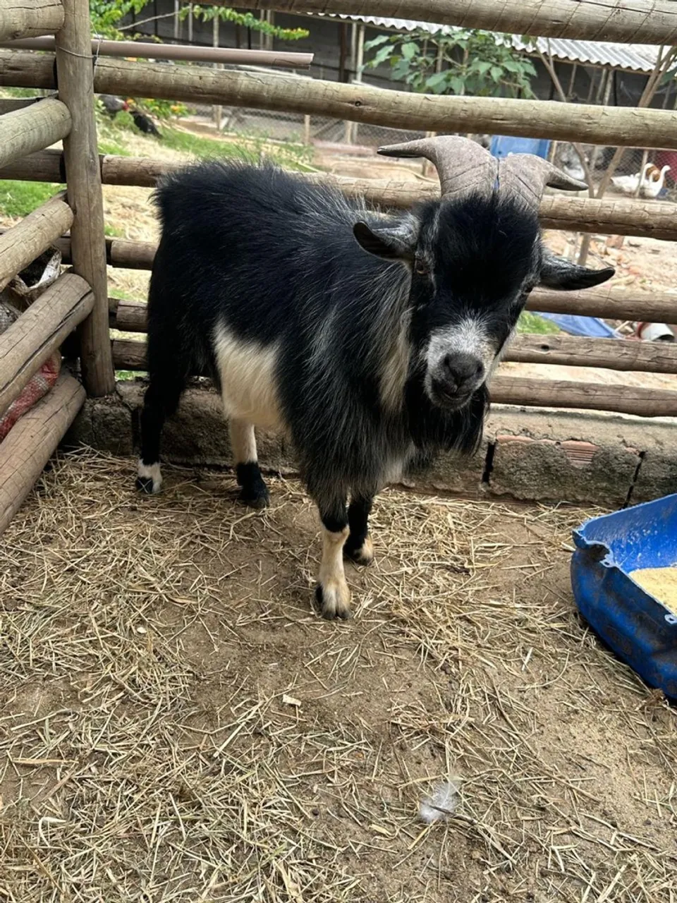 "mini cabras" no Brasil