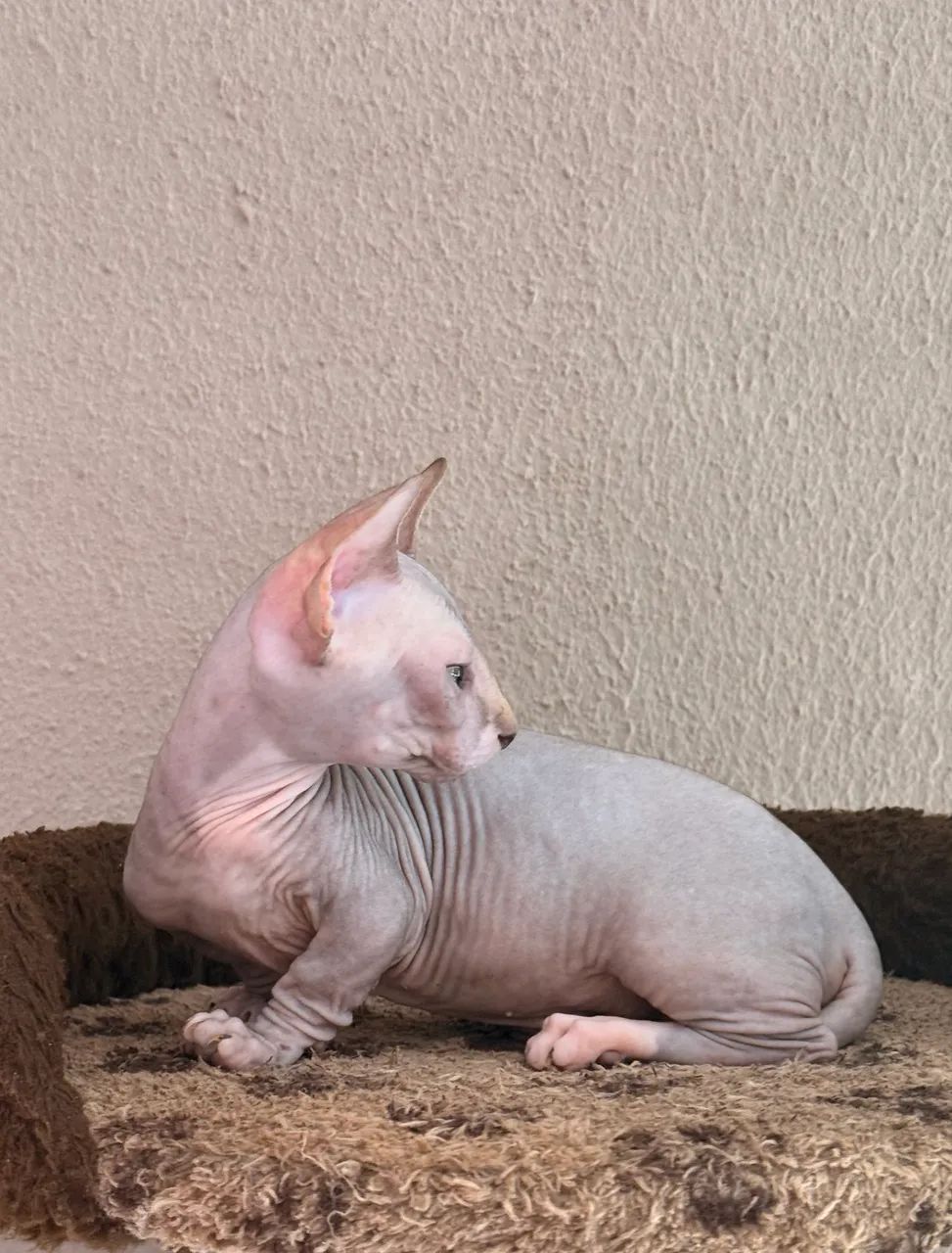 Filhote Sphynx Bambino - Gatos - Setor Habitacional Vicente Pires ...