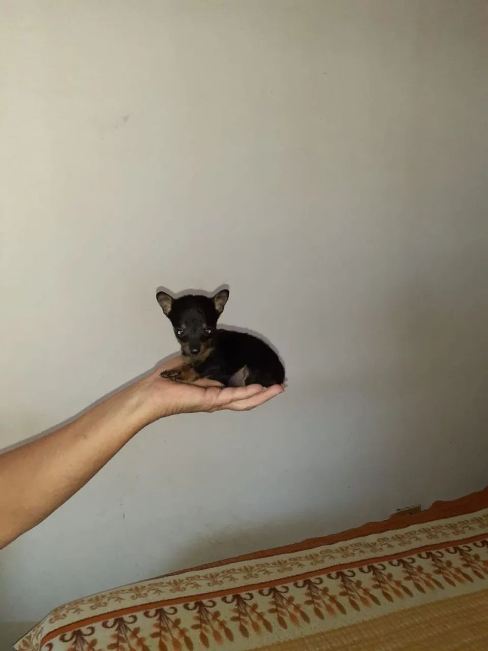 Pinscher Miniatura Zero Minúsculos Para Reserva - Cachorros - Mercês ...