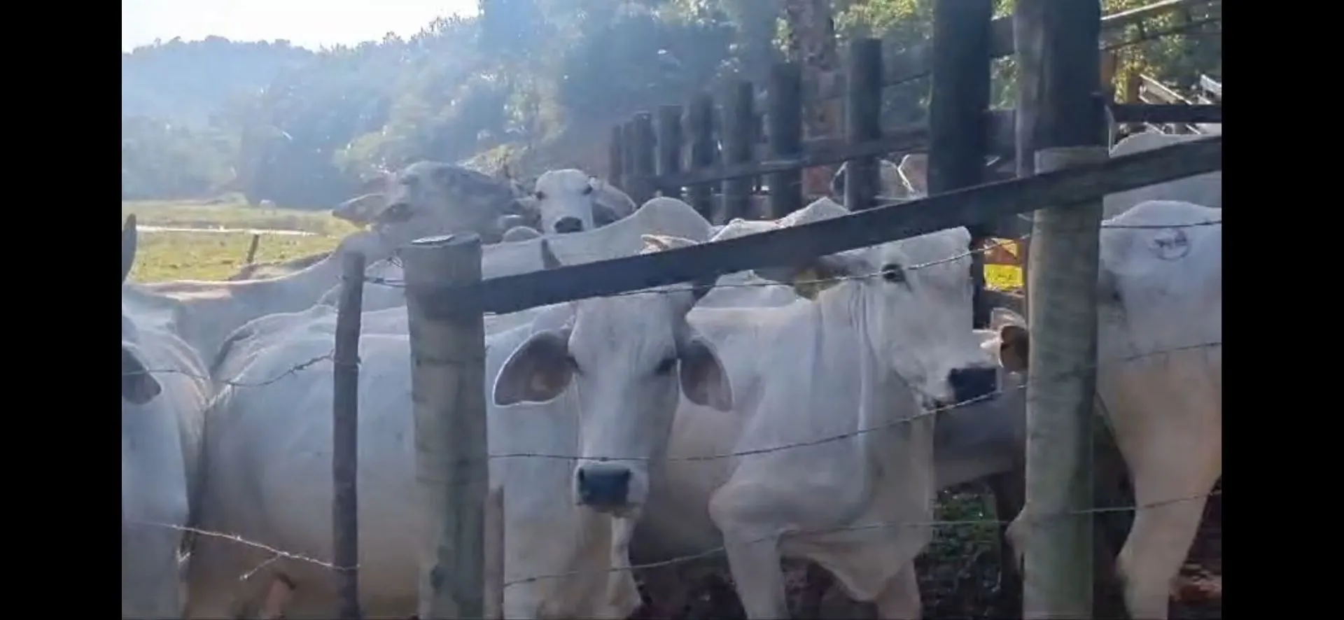 "vaca nelore" - Animais para agropecuária no Brasil