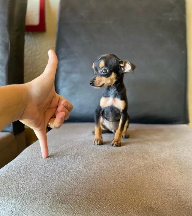 "pinscher 00 miniatura" - Cachorros no Brasil