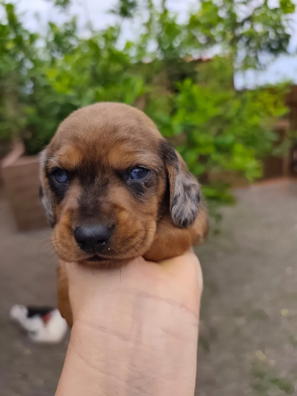 "cachorro cofap" - Cachorros no Brasil