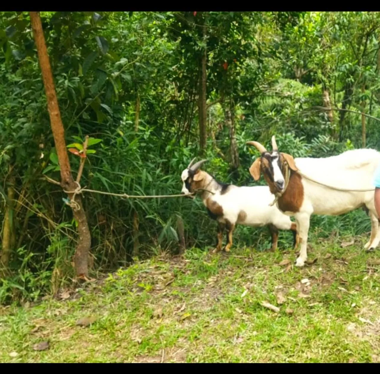 "cabras e cabritos" no Brasil