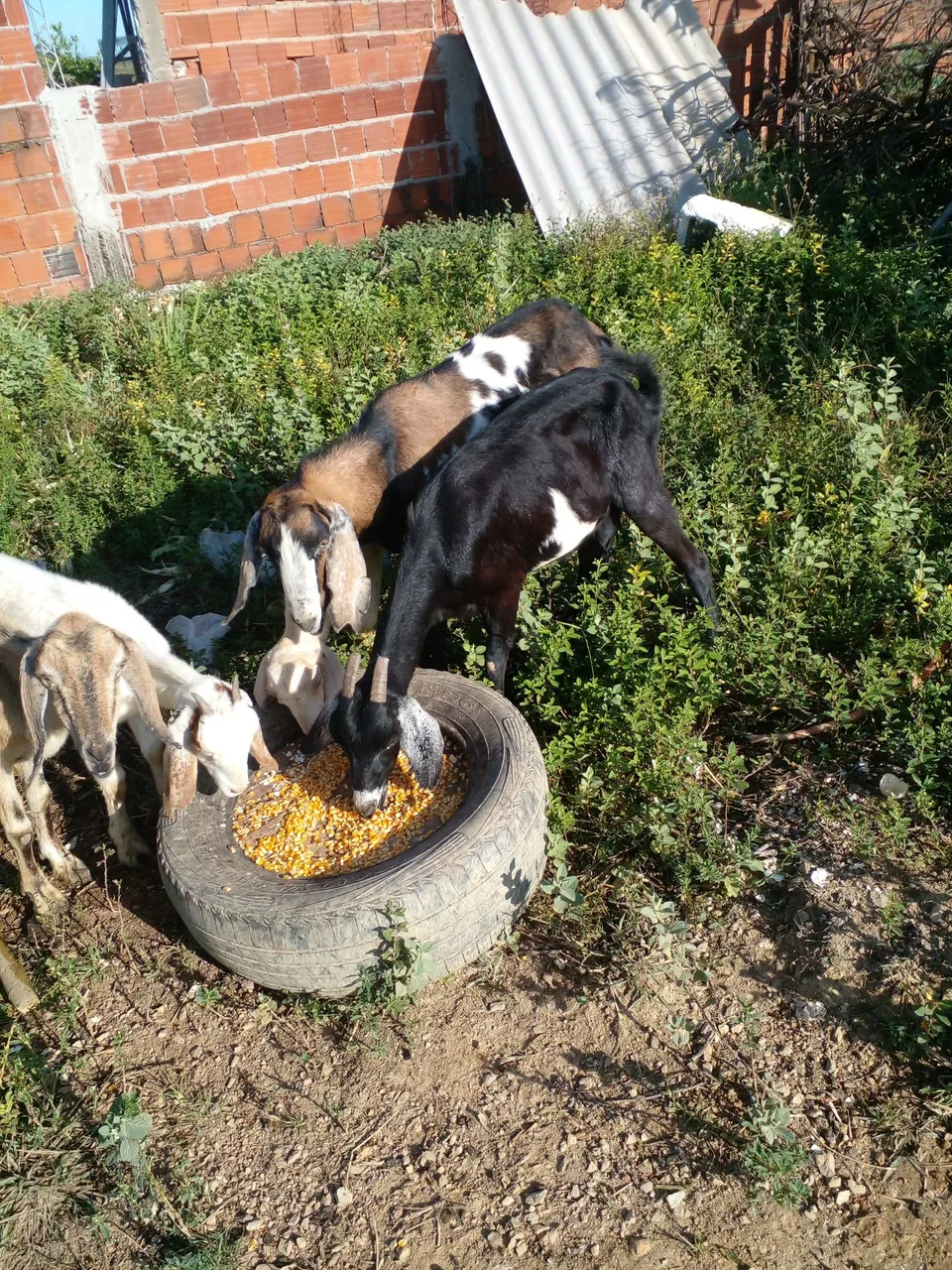 "bodes e cabras" no Brasil