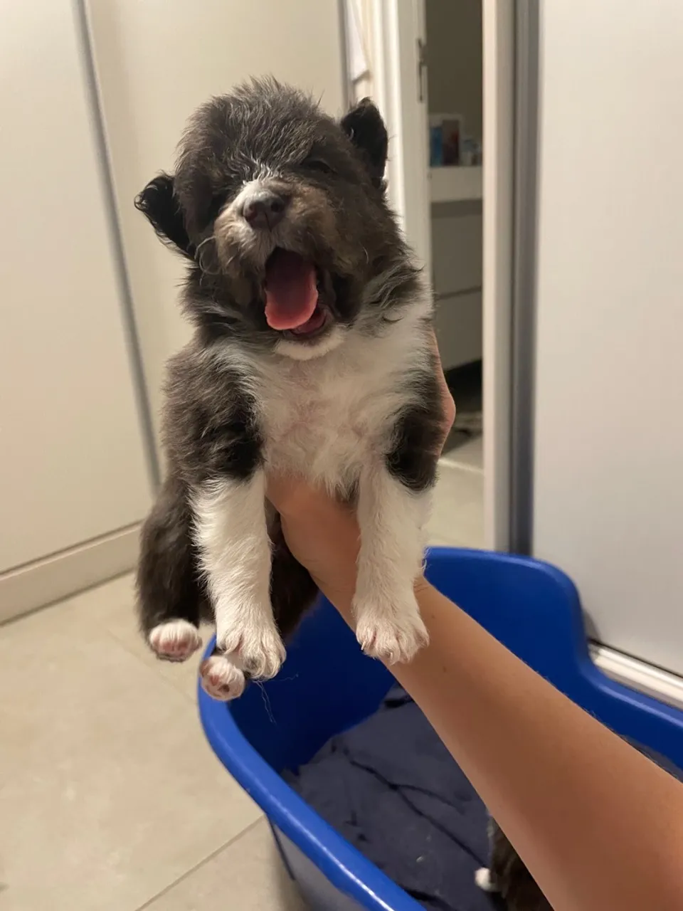 "filhotes de pastor de shetland" - Cachorros no Brasil